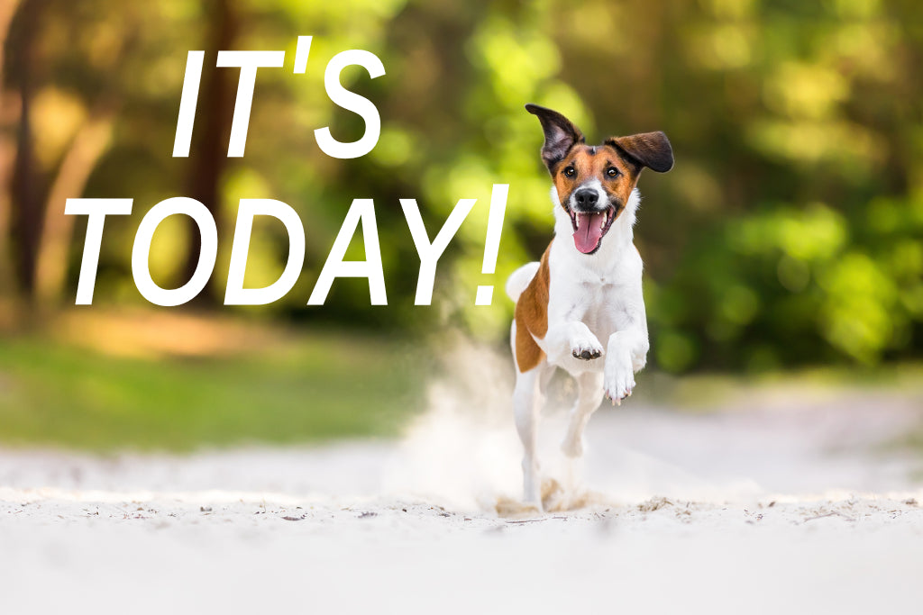 Every Dog Has Its Day: Finding Success at Summer Camp