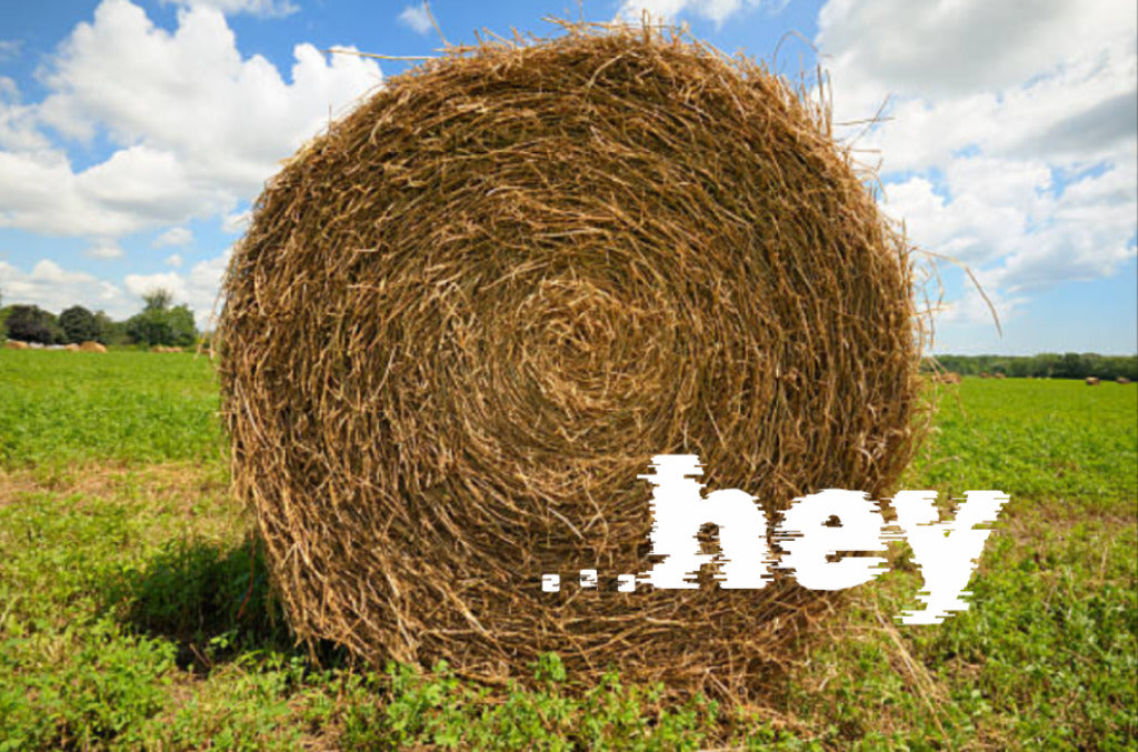 Seizing Opportunities and Hay in the Summer Season