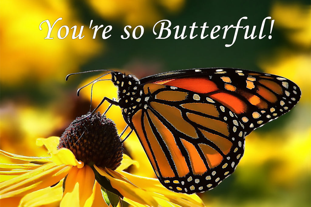 Learn About Butterflies Day